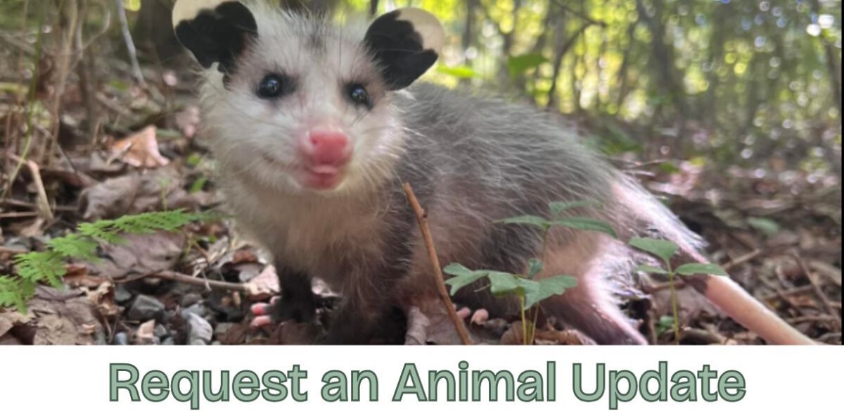 If you brought us an animal and wish to get an update, please click here!